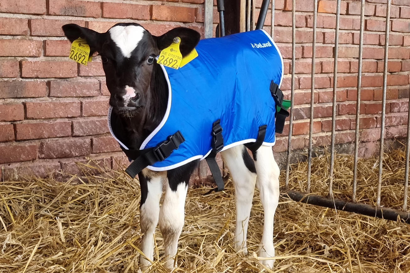 FETF Grant – DeLaval Calf Coat – now even better - T H WHITE Dairy